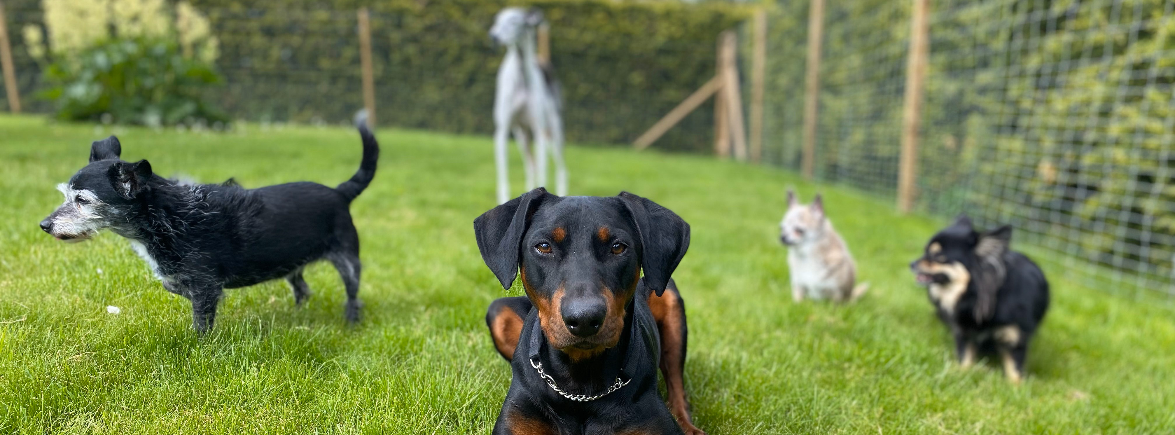 Hunddagis/Hundpensionat – Hundiga Elin